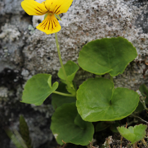Alpine Yellow Violet (Viola Biflora) Plant Care & How to Grow, Water