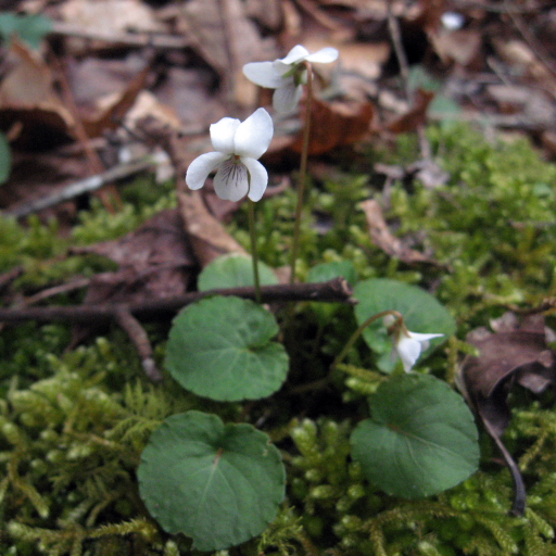 Sweet White Violet (Viola Blanda) Care Guide: Water, Soil & Propagation ...