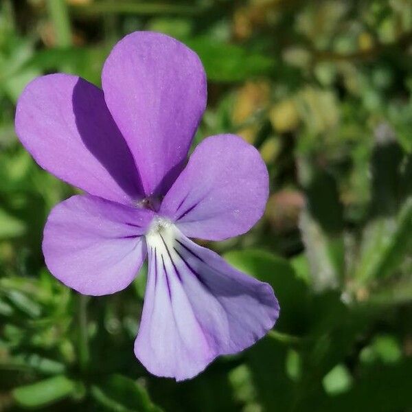 Viola Bubanii Plant Care & How to Grow, Water