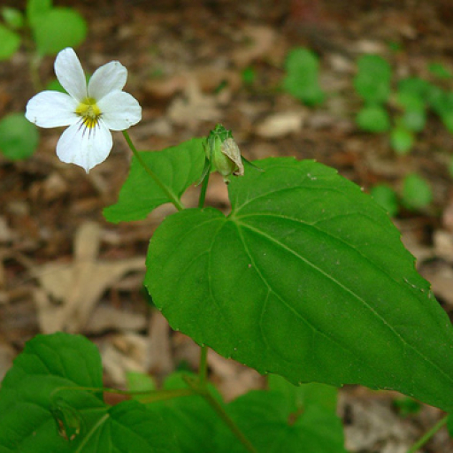 Canada Violet (Viola Canadensis) Plant Care & How to Grow, Water
