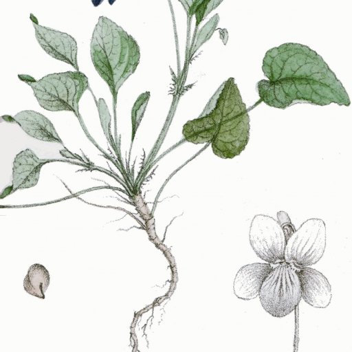 Heath Dog-Violet (Viola Canina) Plant Care & How to Grow, Water