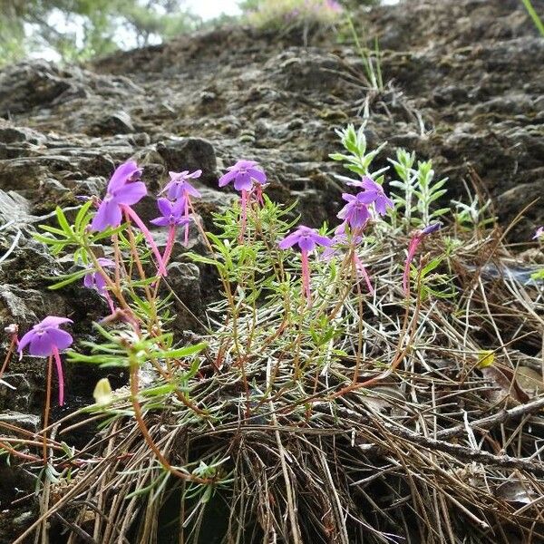 Viola Cazorlensis Plant Care & How to Grow, Water