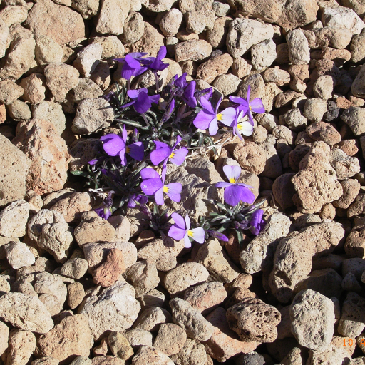 Teide Violet (Viola Cheiranthifolia) Plant Care & How to Grow, Water
