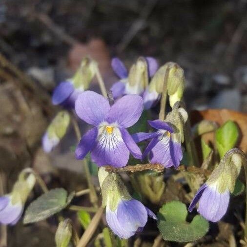 Hill Violet (Viola Collina) Plant Care & How to Grow, Water