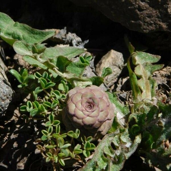 Viola Columnaris Plant Care & How to Grow, Water