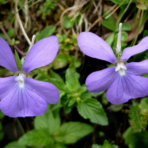 Bedding Pansy (Viola Cornuta) Plant Care & How to Grow, Water