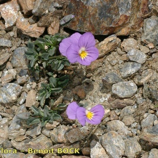 Viola Crassiuscula Plant Care & How to Grow, Water