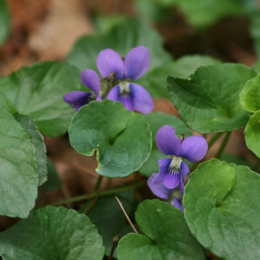 Marsh Blue Violet (Viola Cucullata) Plant Care & How to Grow, Water