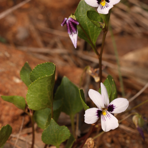 Wedgeleaf Violet (Viola Cuneata) Plant Care & How to Grow, Water