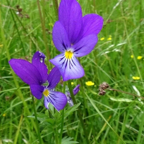 Viola Declinata Plant Care & How to Grow, Water