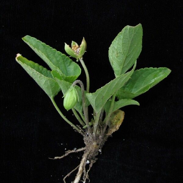 Spreading Violet (Viola Diffusa) Plant Care & How to Grow, Water