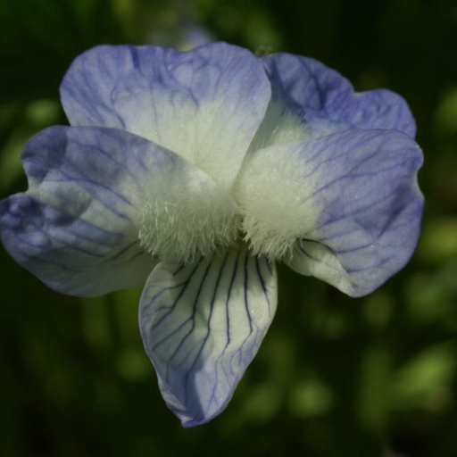 Tall Violet (Viola Elatior) Plant Care & How to Grow, Water
