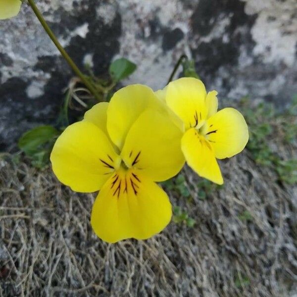 Eugenia's Violet (Viola Eugeniae) Plant Care & How to Grow, Water