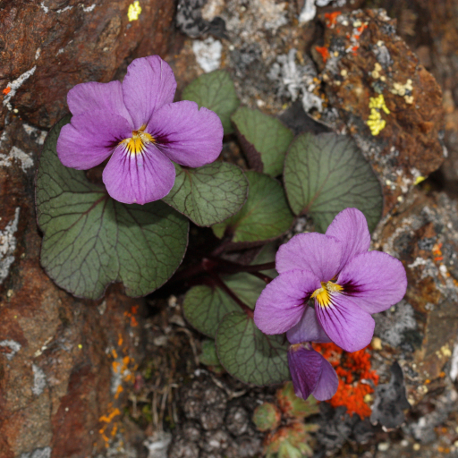 Olympic Violet (Viola Flettii) Plant Care & How to Grow, Water