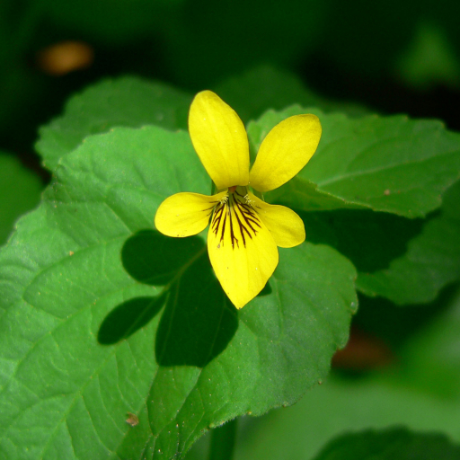 Stream Violet (Viola Glabella) Plant Care & How to Grow, Water