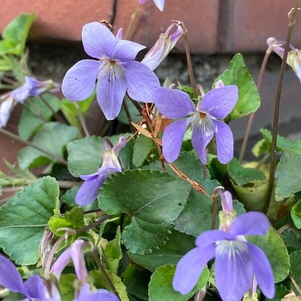 Creeping Korean Violet (Viola Grypoceras) Plant Care & How to Grow, Water