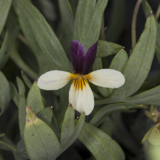 Oregon Violet (Viola Hallii) Plant Care & How to Grow, Water