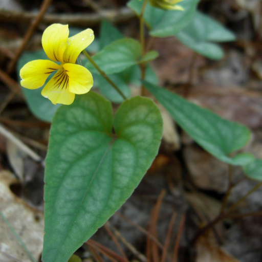 Halberd-leaf Yellow Violet (Viola Hastata) Plant Care & How to Grow, Water
