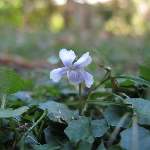 Australian Violet (Viola Hederacea) Plant Care & How to Grow, Water