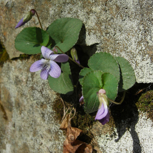 Cushion Bush (Leucophyta Brownii) Plant Care & How to Grow, Water
