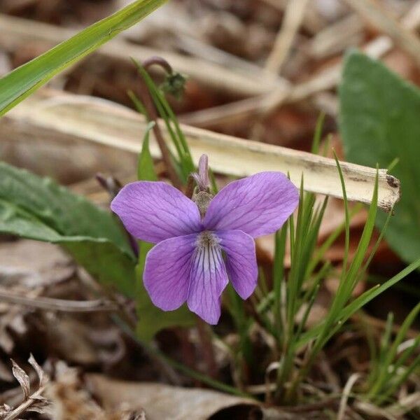 White-Hair Violet (Viola Hirtipes) Plant Care & How to Grow, Water