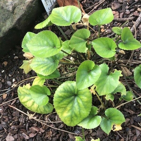 Viola Jaubertiana Plant Care & How to Grow, Water