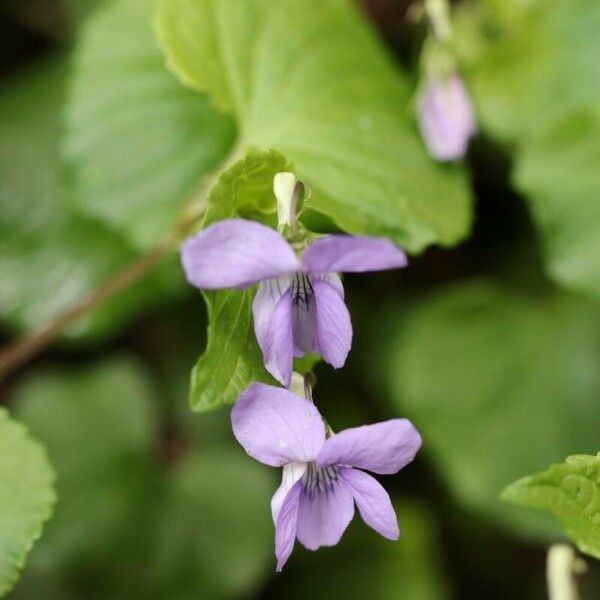 Northern Long-Stem Violet (Viola Kusanoana) Plant Care & How to Grow, Water