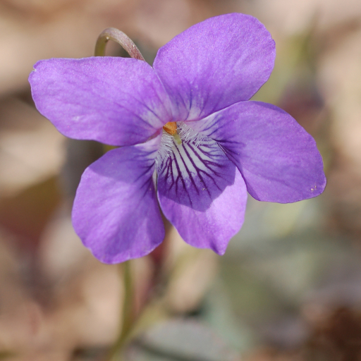 Labrador Violet (Viola Labradorica) Plant Care & How to Grow, Water