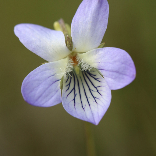 Pale Dog Violet (Viola Lactea) Plant Care & How to Grow, Water