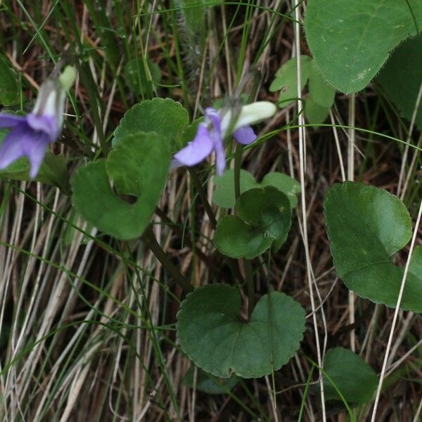 Viola Laricicola Plant Care & How to Grow, Water