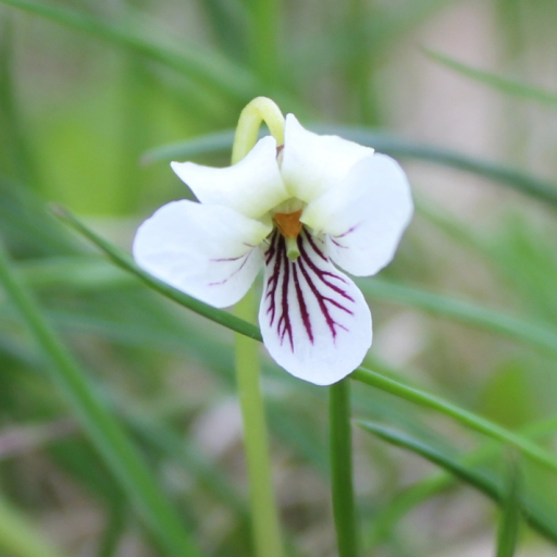 Macloskey's Violet (Viola Macloskeyi) Plant Care & How to Grow, Water