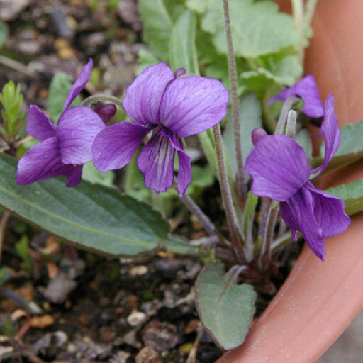 Manchuria Violet (Viola Mandshurica) Plant Care & How to Grow, Water
