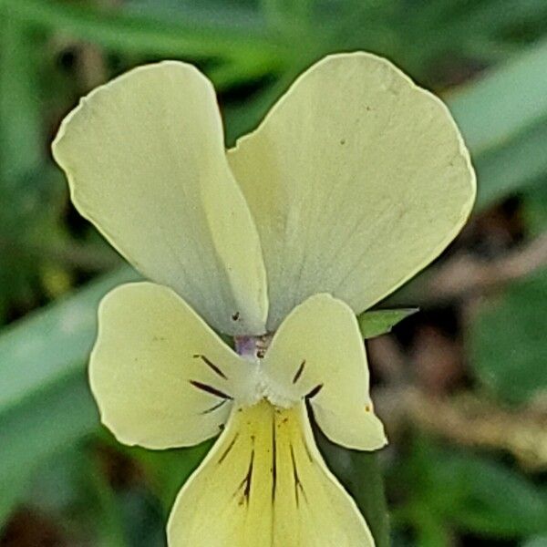 Viola Merxmuelleri Plant Care & How to Grow, Water