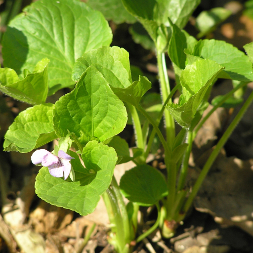 Wonder Violet (Viola Mirabilis) Plant Care & How to Grow, Water