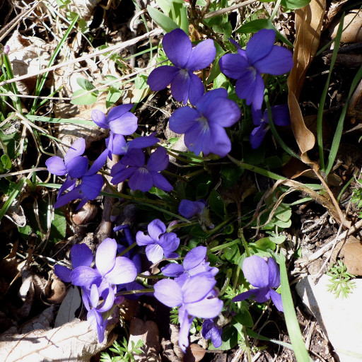 Sweet Violet (Viola Odorata) Plant Care & How to Grow, Water