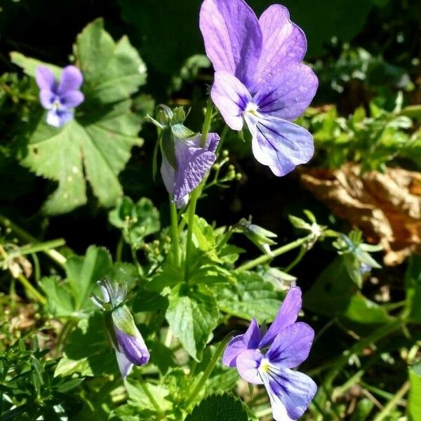 Viola Orphanidis Plant Care & How to Grow, Water