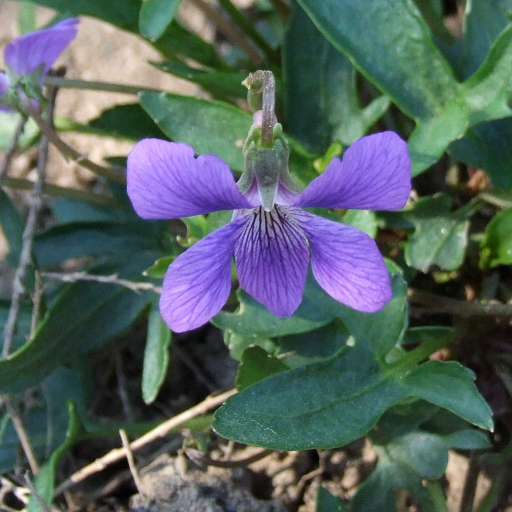 Early Blue Violet (Viola Palmata) Plant Care & How to Grow, Water
