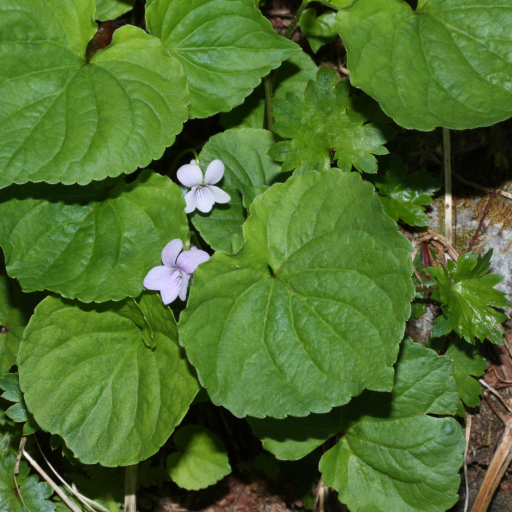 Marsh Violet (Viola Palustris) Plant Care & How to Grow, Water