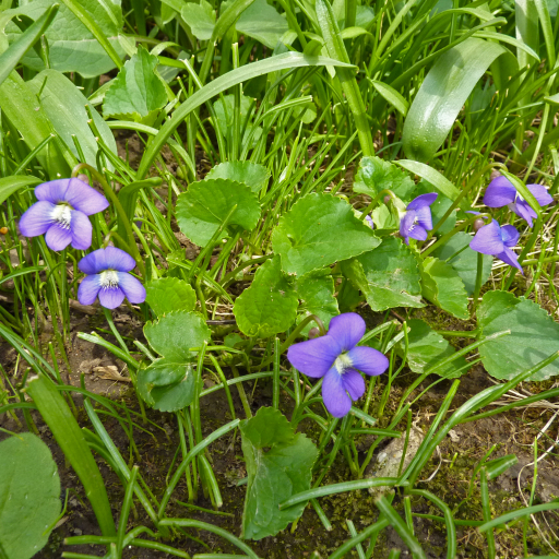 Viola Papilionacea Plant Care & How to Grow, Water