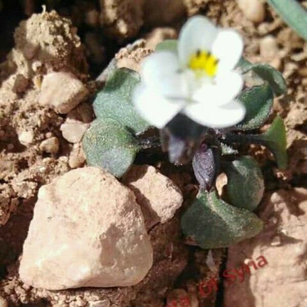 Viola Parvula Plant Care & How to Grow, Water