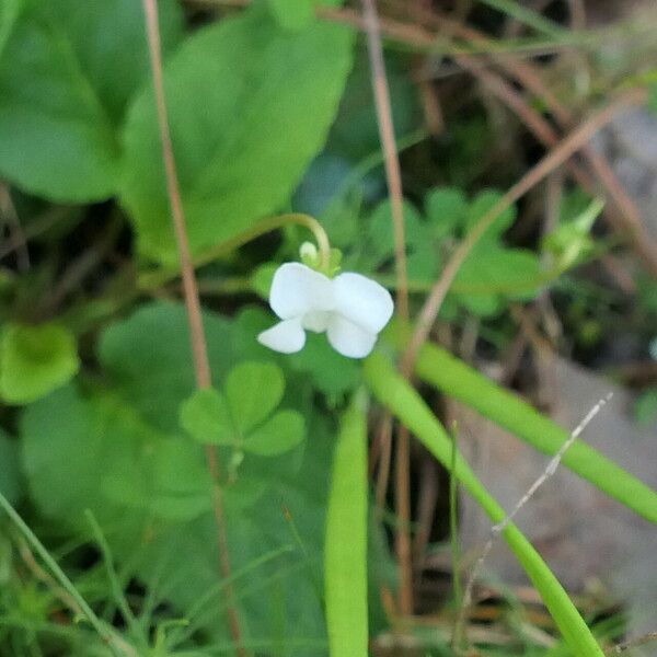 China Violet (Viola Patrinii) Plant Care & How to Grow, Water