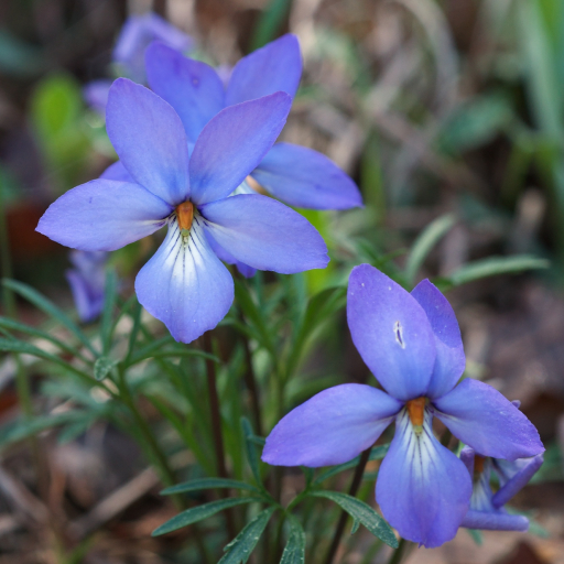 Bird-Foot Violet (Viola Pedata) Plant Care & How to Grow, Water