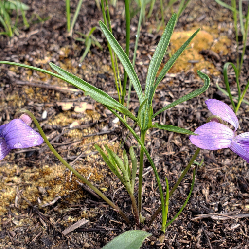 Crowfoot Violet (Viola Pedatifida) Plant Care & How to Grow, Water