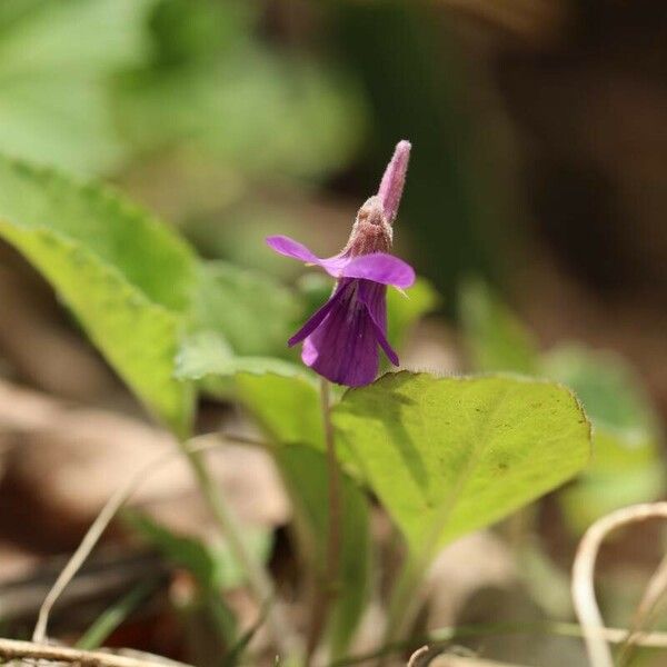 Seoul Violet (Viola Phalacrocarpa) Plant Care & How to Grow, Water