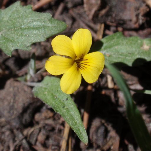 Goosefoot Yellow Violet (Viola Pinetorum) Plant Care & How to Grow, Water