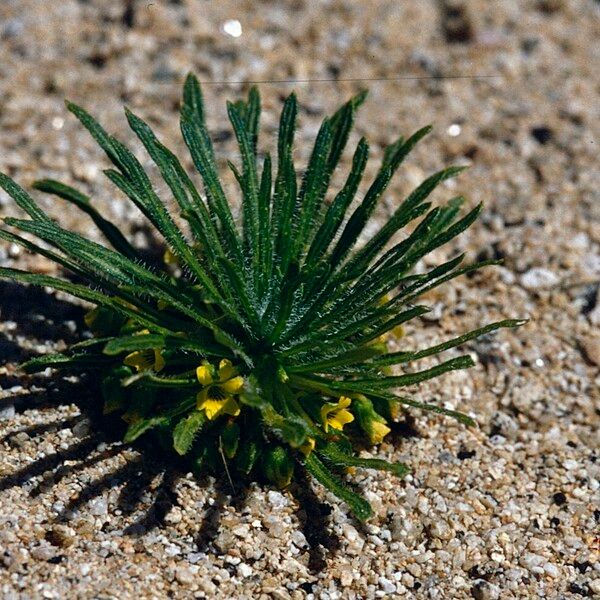 Viola Polypoda Plant Care & How to Grow, Water