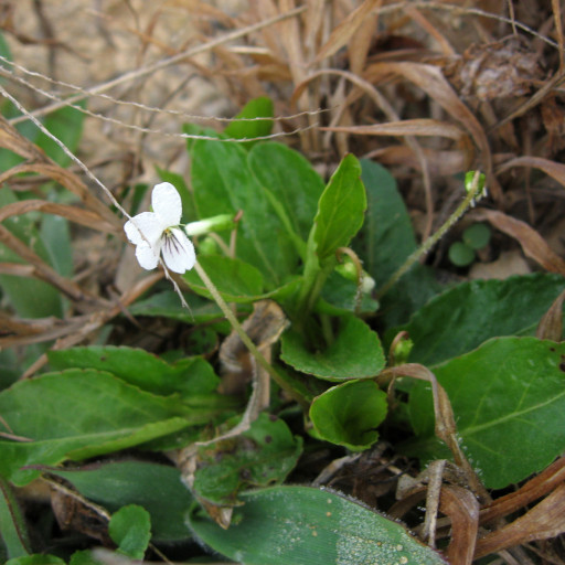 Viola Primulifolia Plant Care & How to Grow, Water