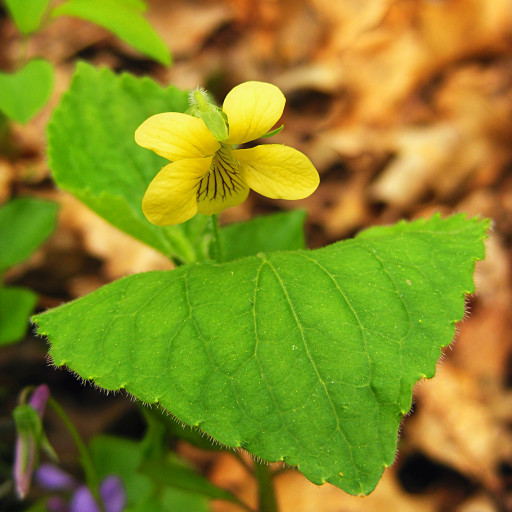 Downy Yellow Violet (Viola Pubescens) Plant Care & How to Grow, Water