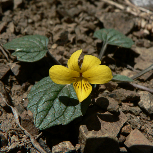 Goosefoot Violet (Viola Purpurea) Plant Care & How to Grow, Water