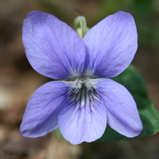 Common Dog-Violet (Viola Riviniana) Care Guide: Water, Soil ...